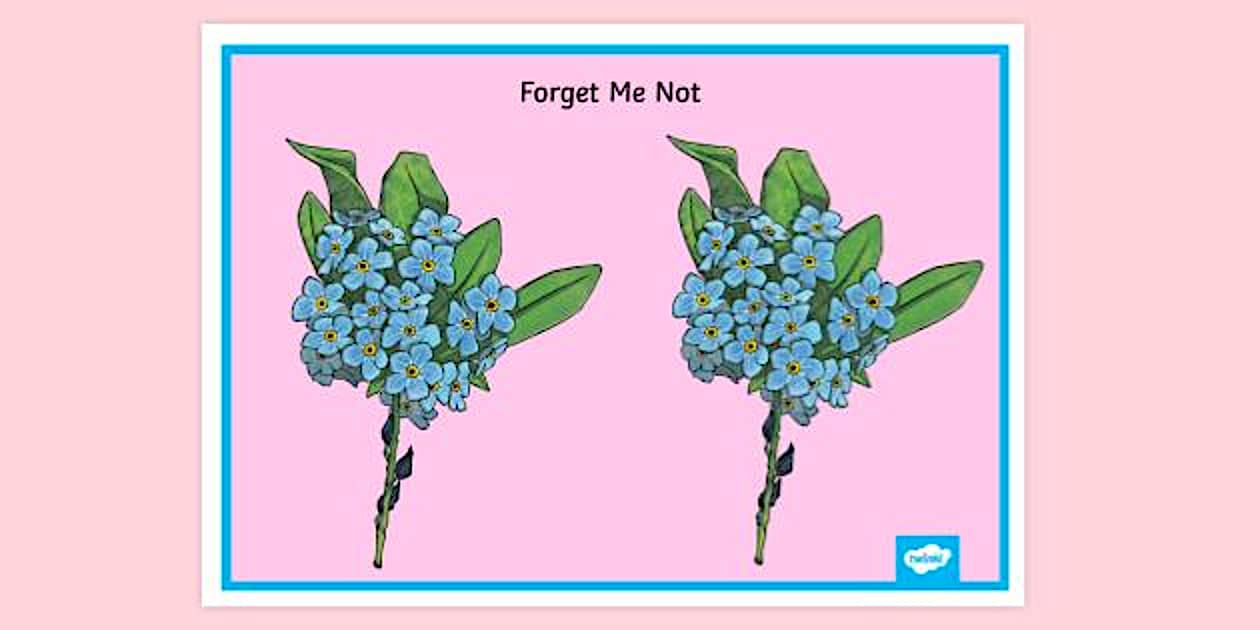 Forget Me Not Display Poster | Primary Resources - Twinkl
