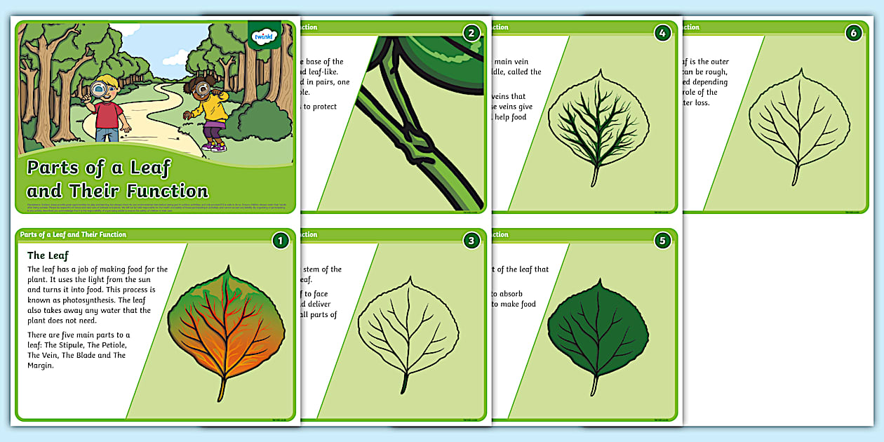 Parts of a Leaf and Their Function (teacher made) - Twinkl