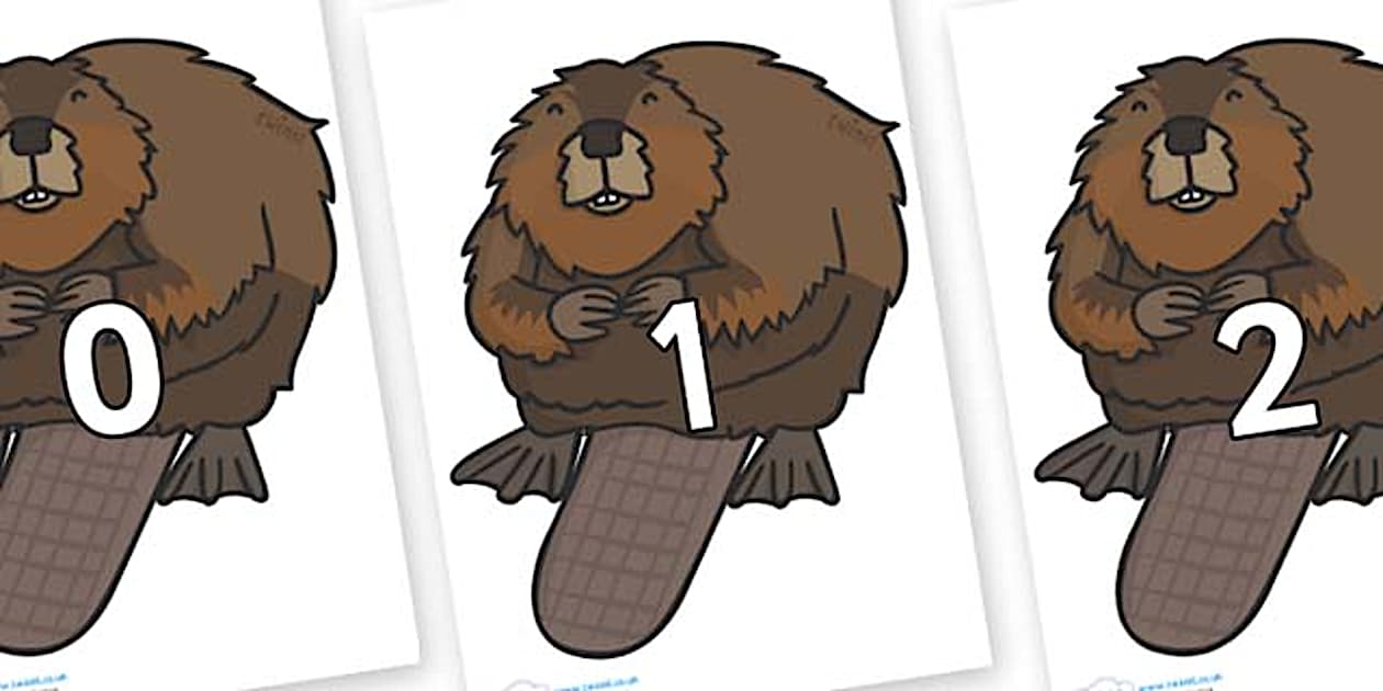 Numbers 0-31 on Beavers (teacher made) - Twinkl