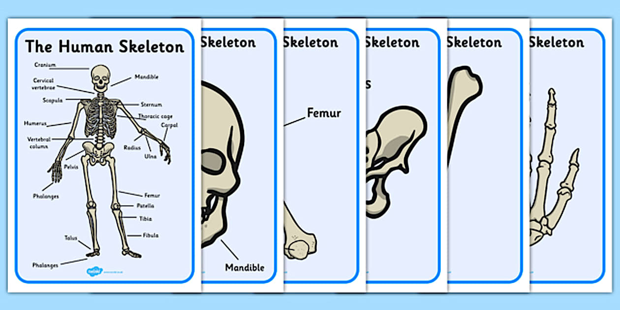 Human Skeleton Display Posters Scientific Names - Twinkl