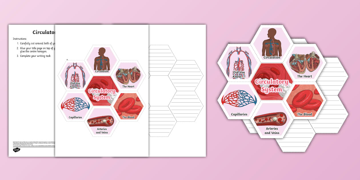 Circulatory System Hexagon Writing Template (teacher made)
