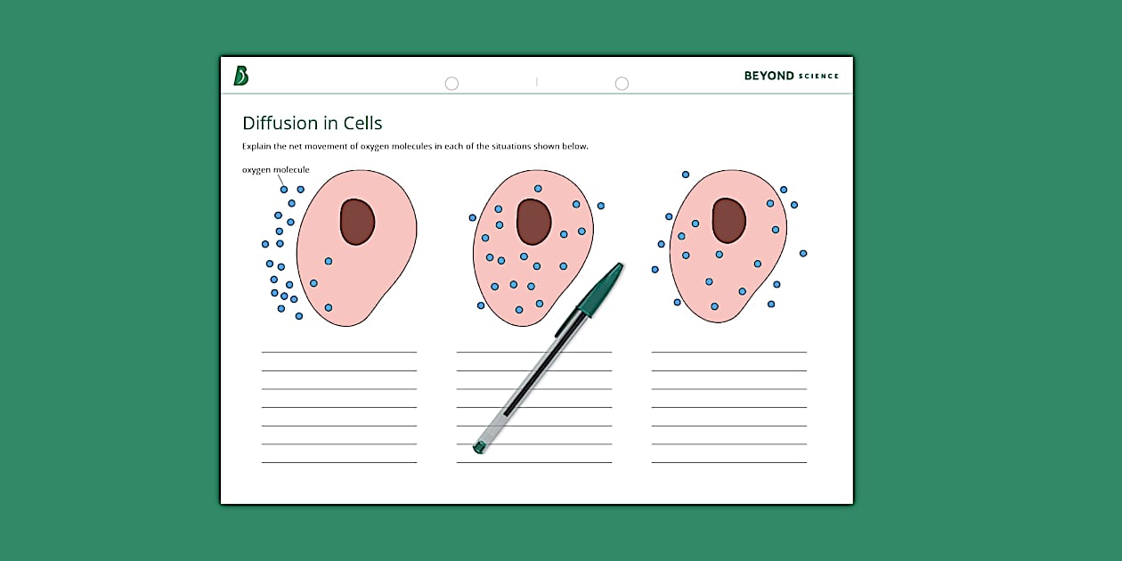 Diffusion in Cells Worksheet | KS3 Biology | Beyond Science