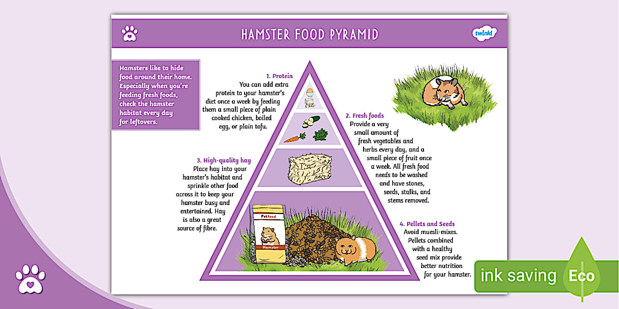 Hamster Food Pyramid - Display Poster - Pet - Twinkl Pets
