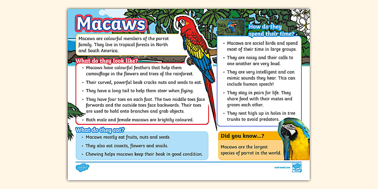 Macaw Fact File - KS1 (teacher made) - Twinkl