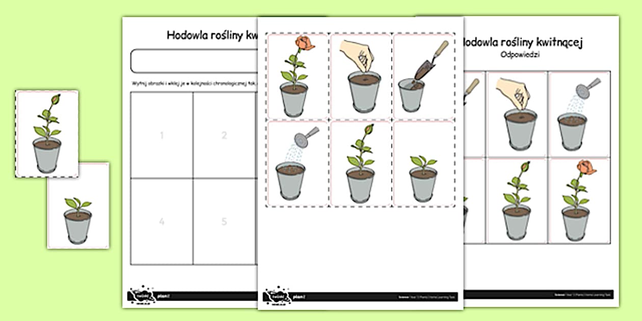 Black and White Worksheet Growing a Flower Polish - Twinkl