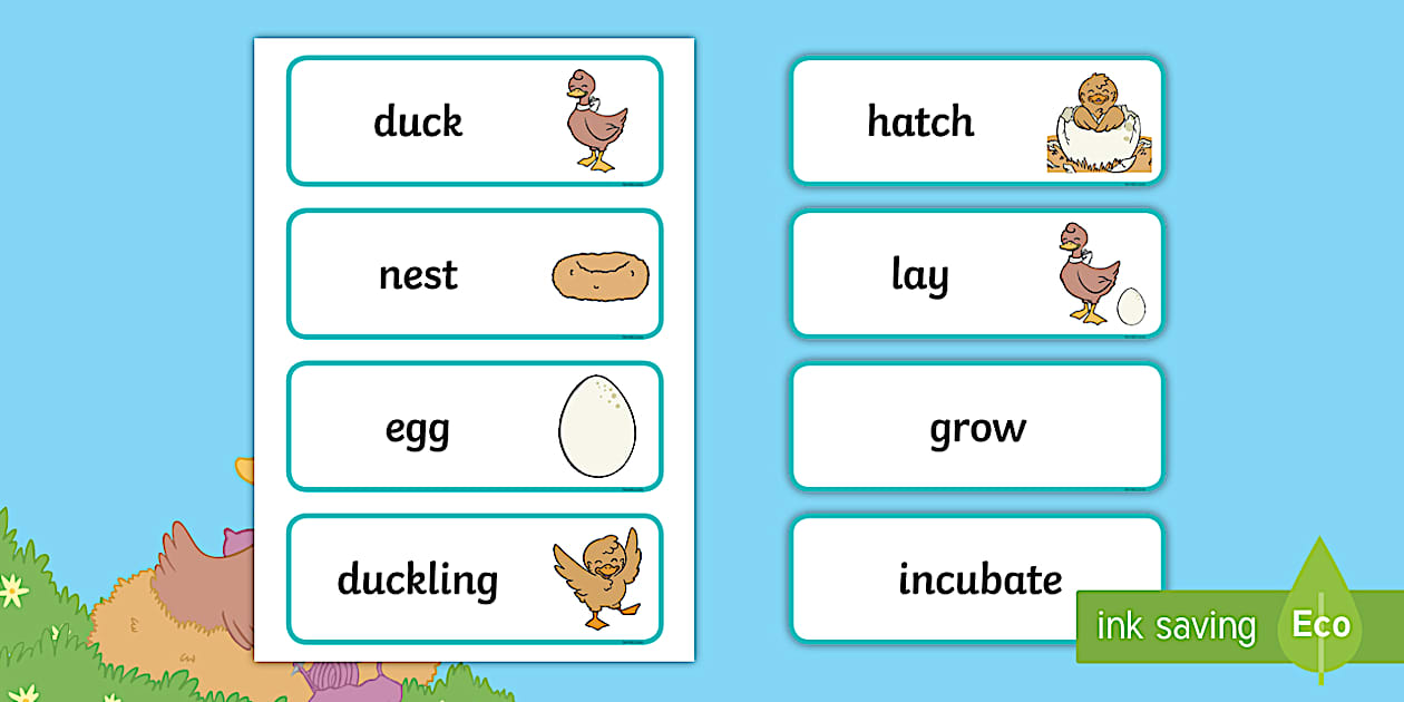 Editable Brenda's Boring Egg Life Cycle of a Duck Word Cards