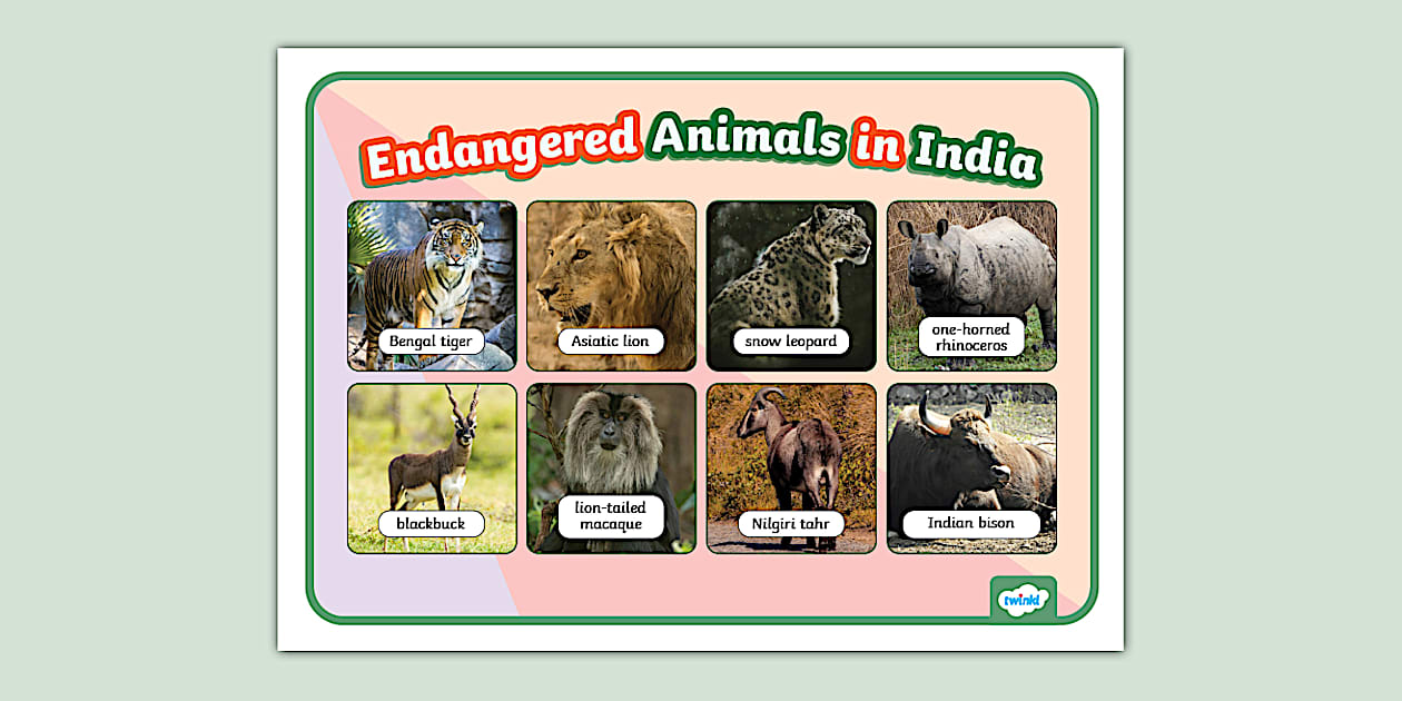 Endangered Animals in India Photo Display Poster - Twinkl