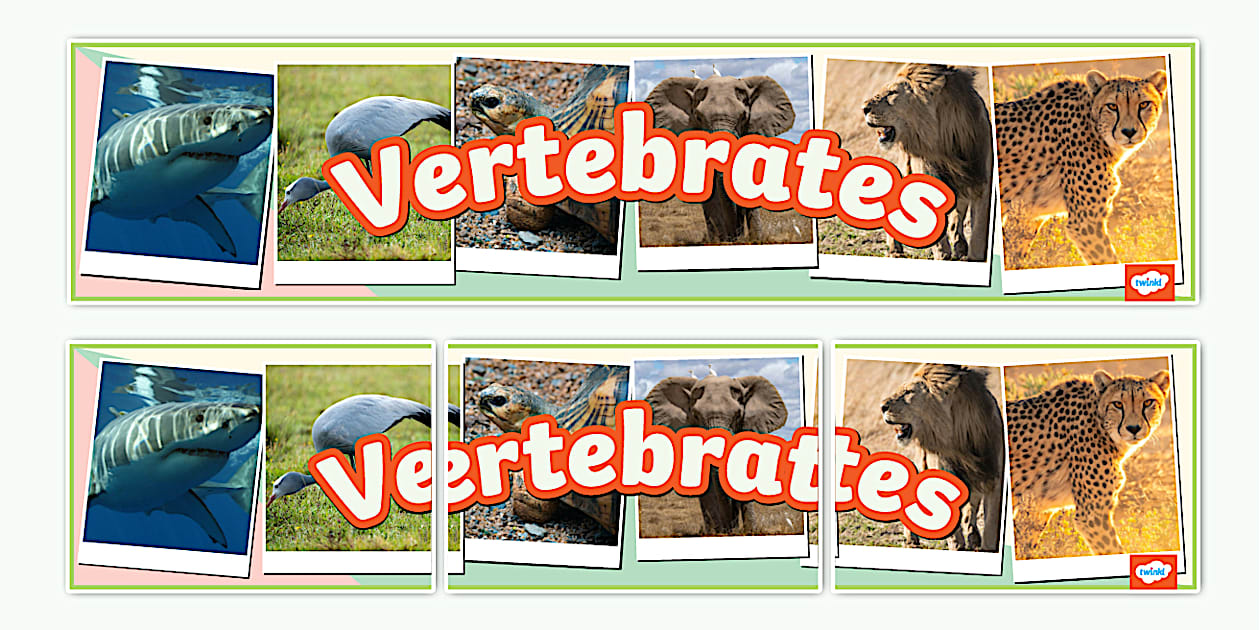 Vertebrates Photo Display Banner (teacher made) - Twinkl