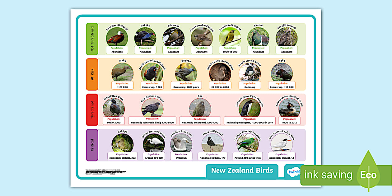 New Zealand Bird Population Poster