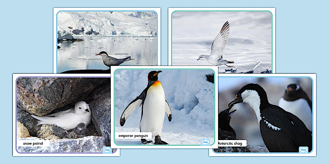 Colorful Antarctic Birds Photo Pack for Kids | Twinkl USA