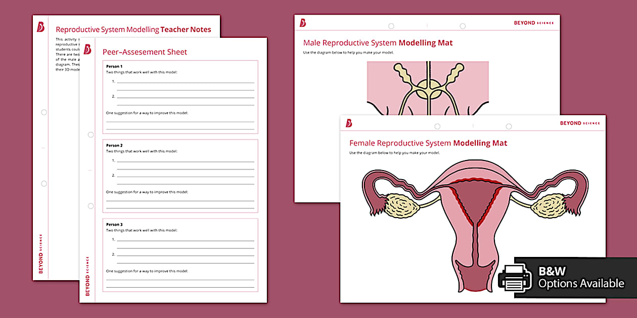 Human Reproductive System Modelling | Beyond (teacher made)