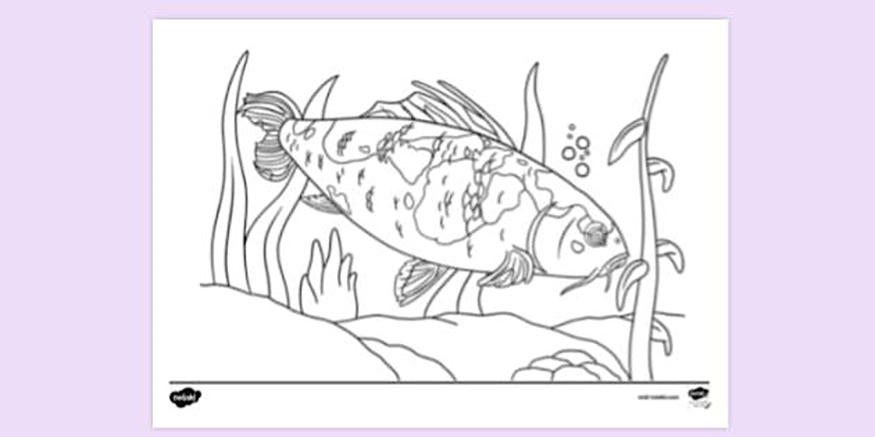Koi Fish Colouring Page - Twinkl