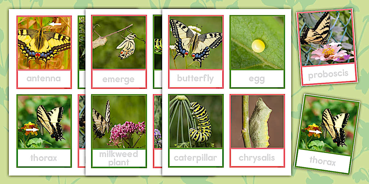 Early Childhood Butterfly Life Cycle Tracing Photo Word Cards