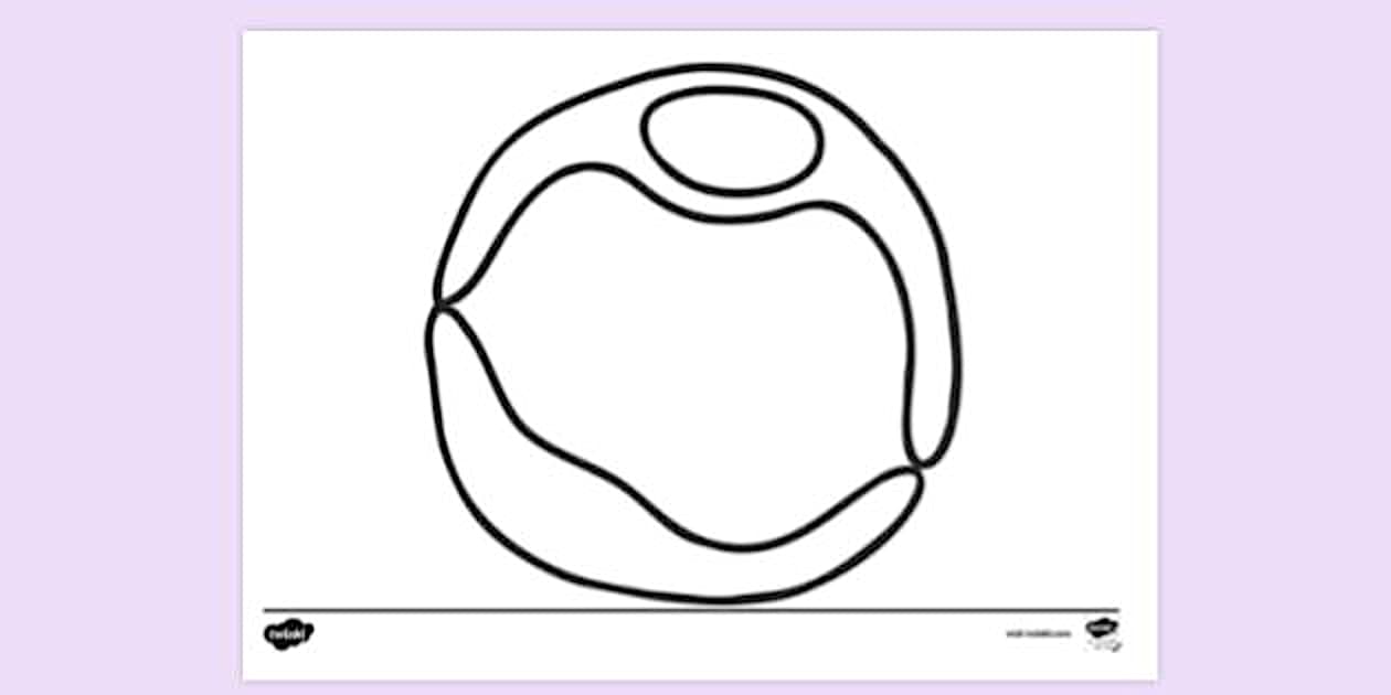 Capillary Cross Section Colouring Sheet (teacher made)
