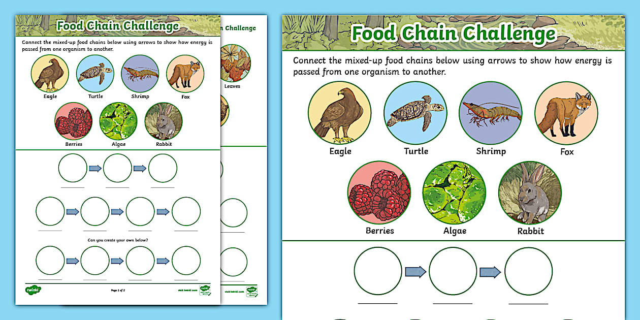 Food Chain Challenge Worksheet (creat de profesori) - Twinkl