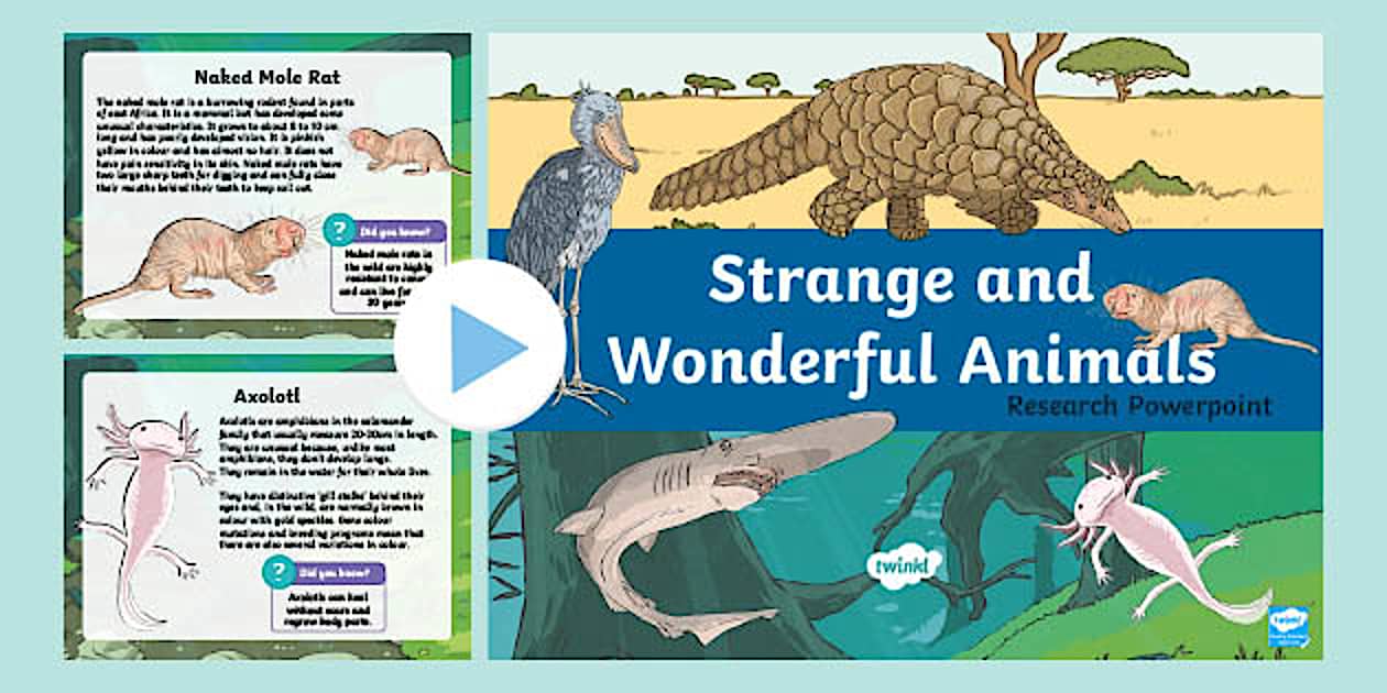 Strange and Unusual Animals Research - KS2 Presentation