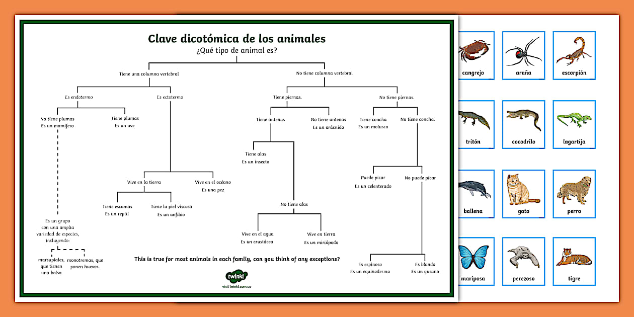Juego de parejas clasificación de animales - Twinkl Colombia
