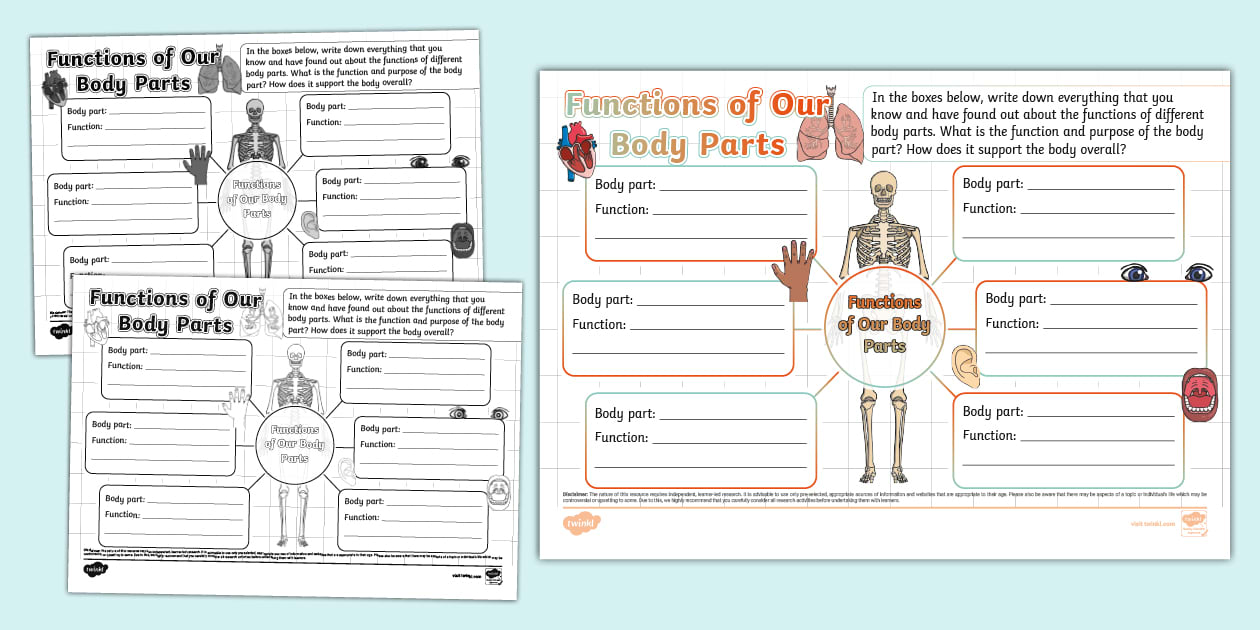 Functions of Our Body Parts Mind Map (teacher made) - Twinkl