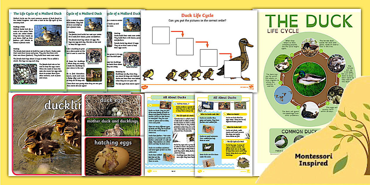 Montessori - Life Cycle of a Duck Resource Pack - Twinkl