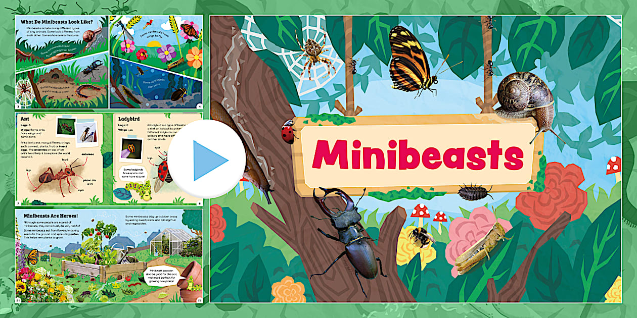 Originals Explorers: Minibeasts PowerPoint (teacher made)