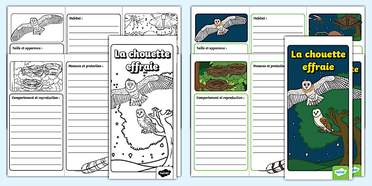 Brochure : La chouette effraie - Twinkl Sciences - Twinkl