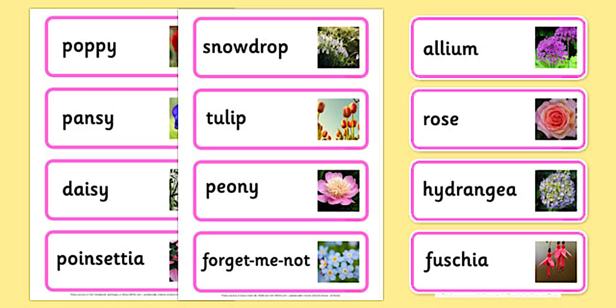 Garden Plants Names and Flowers Photo Word Cards