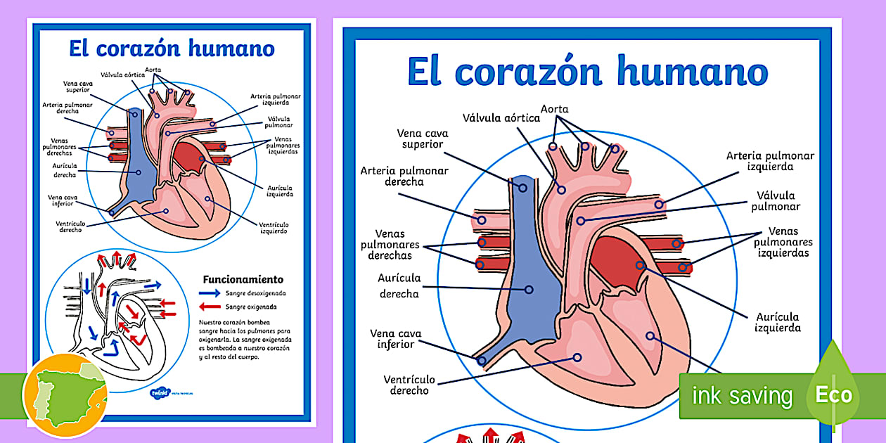 Recurso educativo: póster del corazón humano - Twinkl