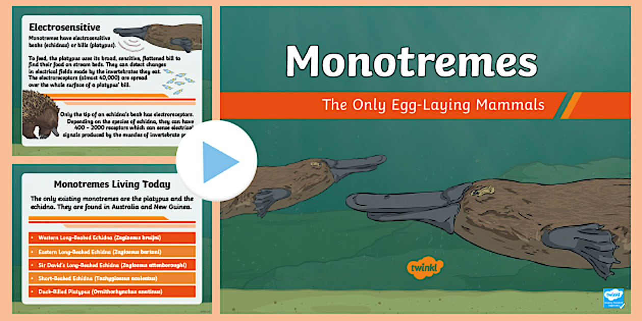 Monotremes PowerPoint (teacher made) - Twinkl