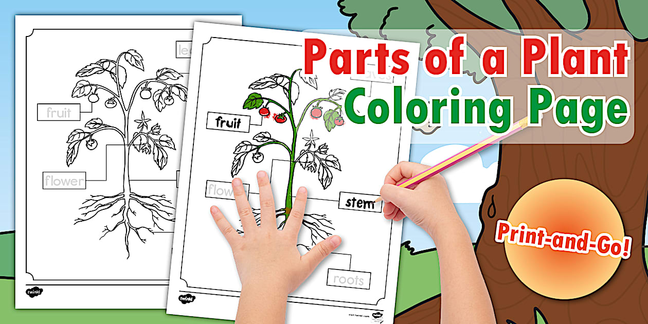 Parts of a Plant Trace and Color Page (teacher made)