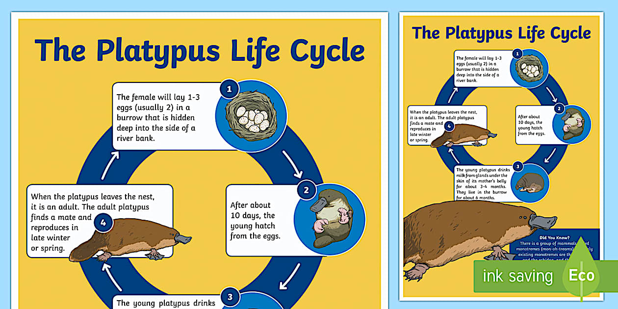 Editable Life Cycle of a Platypus Display Poster - Twinkl
