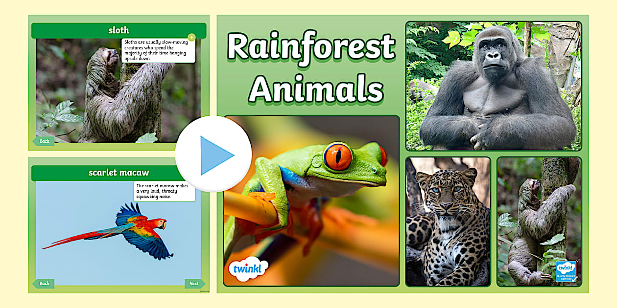 Rainforest Animals Photo Powerpoint (Teacher-Made) - Twinkl
