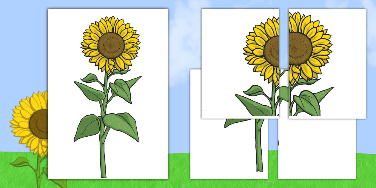 Black and White Large Sunflower Cut Out (teacher made)