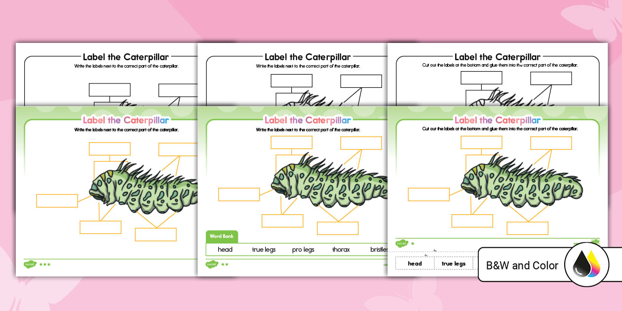 Label the Caterpillar Differentiated Worksheet for K-2nd Grade