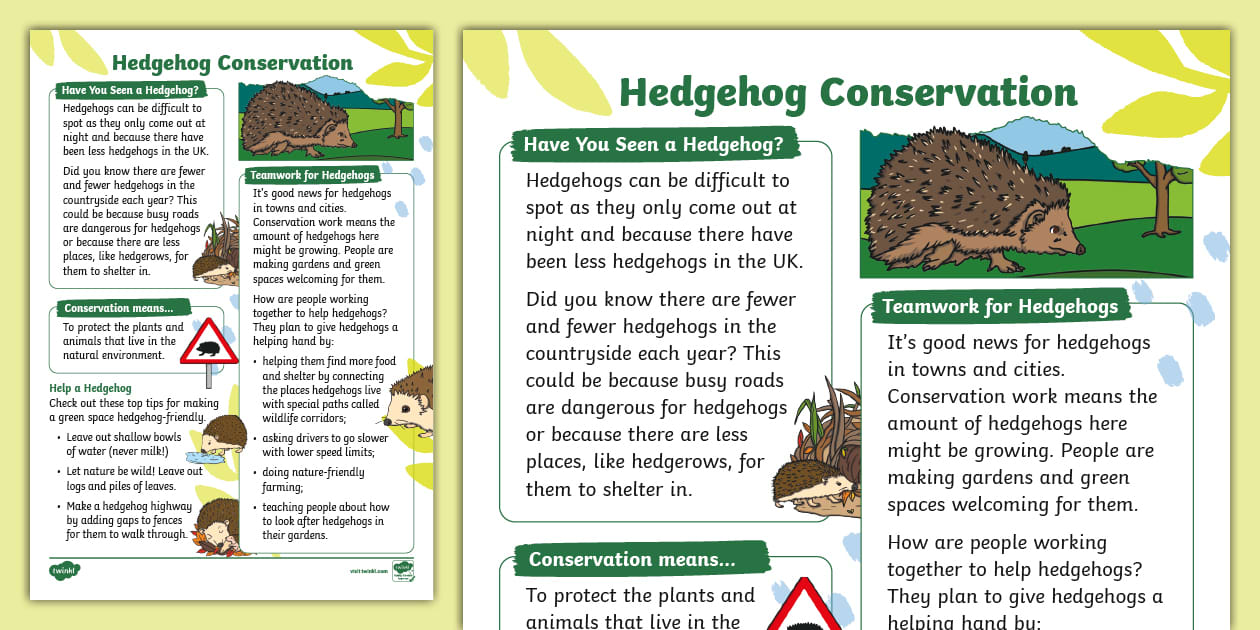 Hedgehog Conservation Fact File (teacher made) - Twinkl