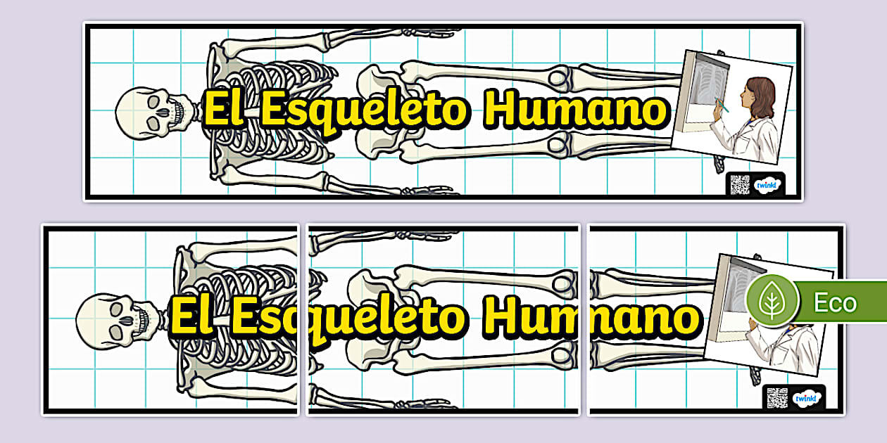 Cartel: El Esqueleto Humano (teacher made) - Twinkl
