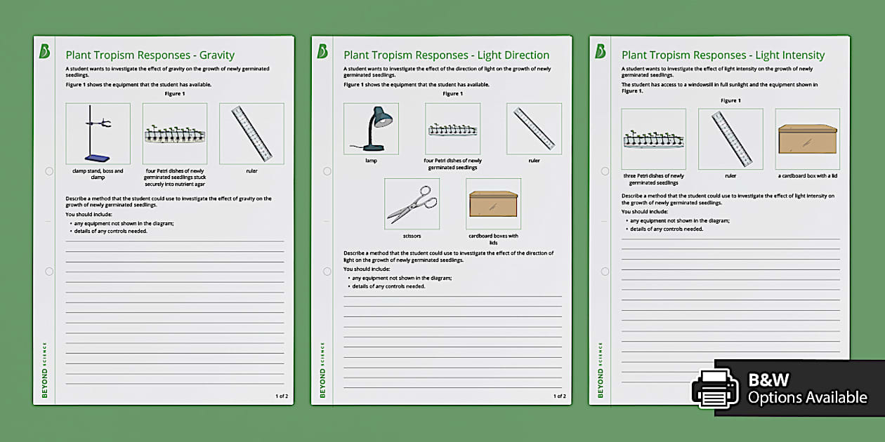 Plant Tropism Responses Extended Writing (teacher made)