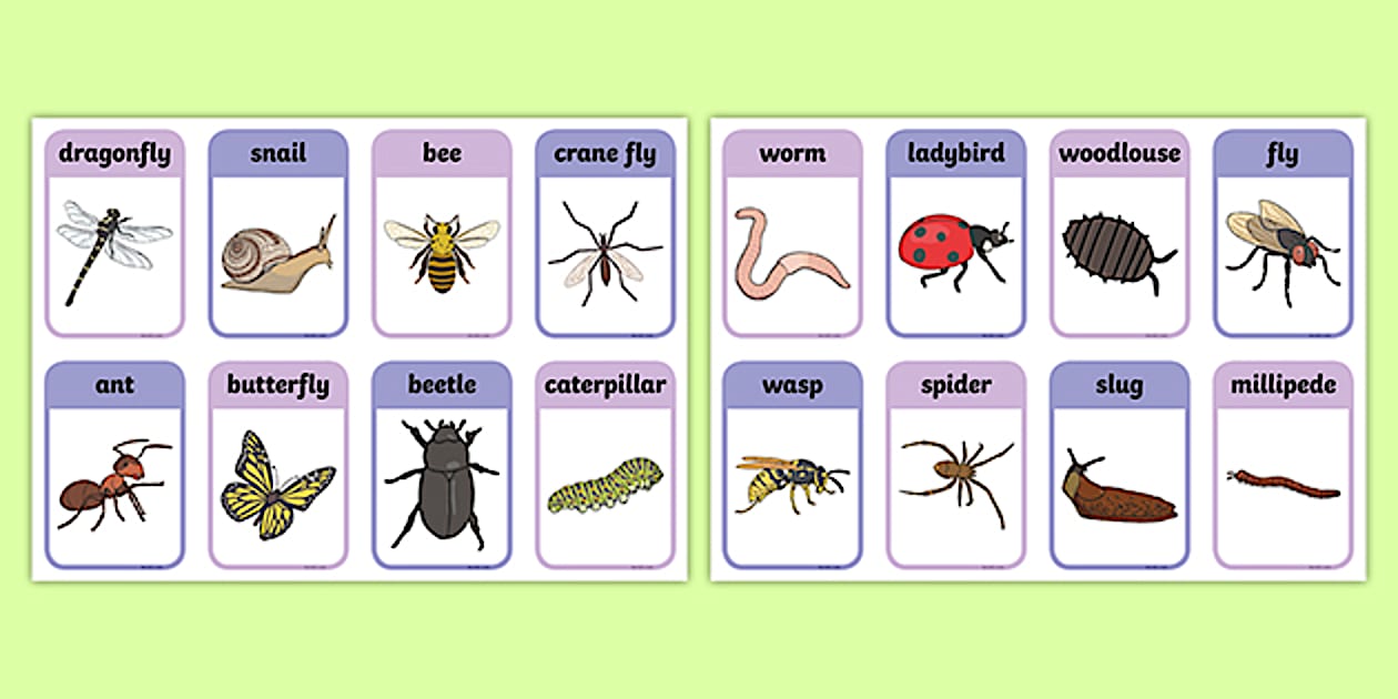 Minibeast Flashcards (teacher made) - Twinkl