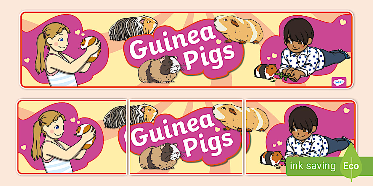 Guinea Pigs Display Banner - Twinkl - KS1 (teacher made)