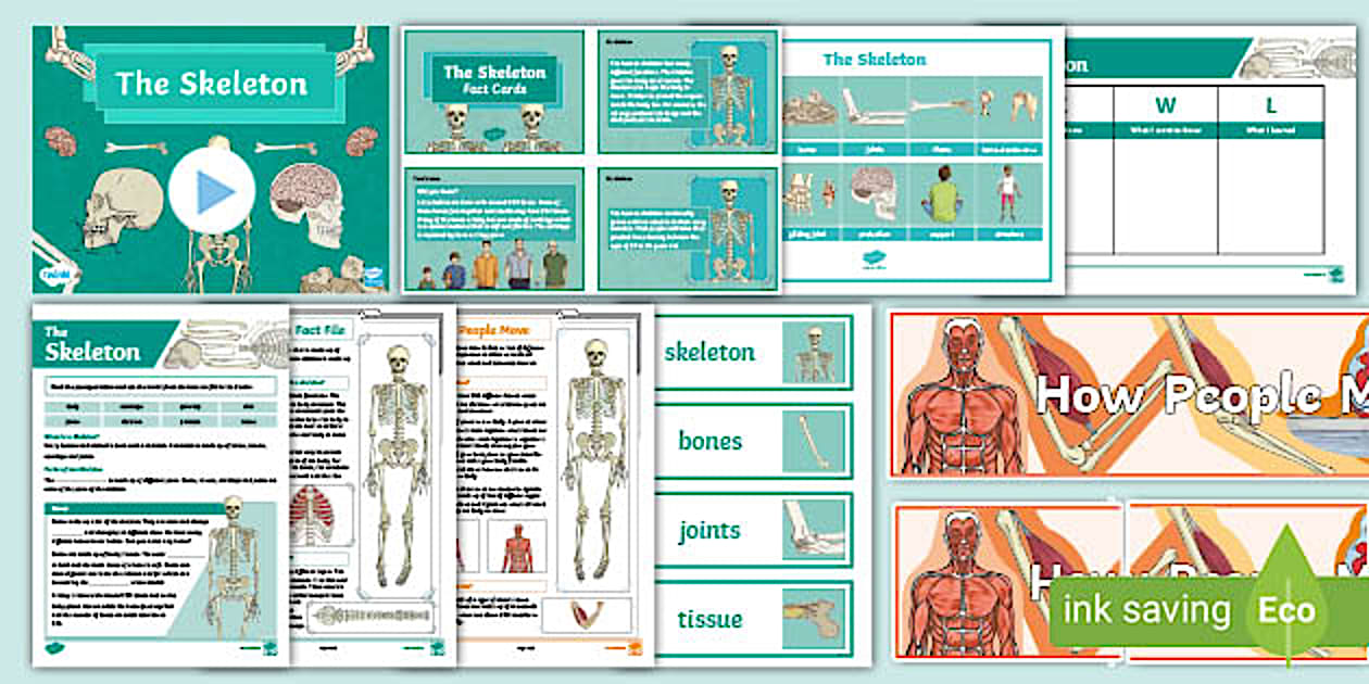 The Skeleton Resource Pack (teacher made) - Twinkl
