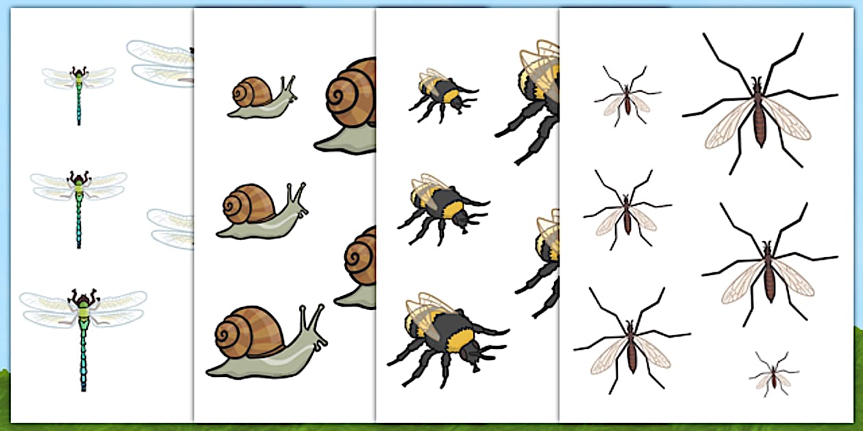 Minibeast Size Ordering (teacher made) - Twinkl