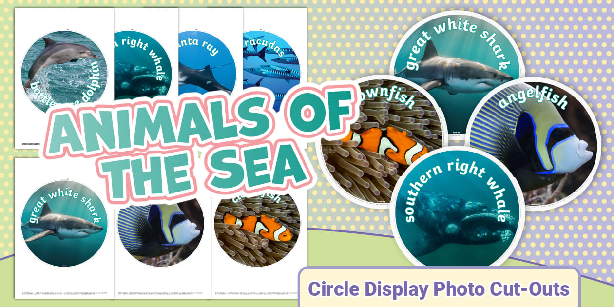 Foundation Phase Life Skills - Animals of the Sea Circle Display Photo