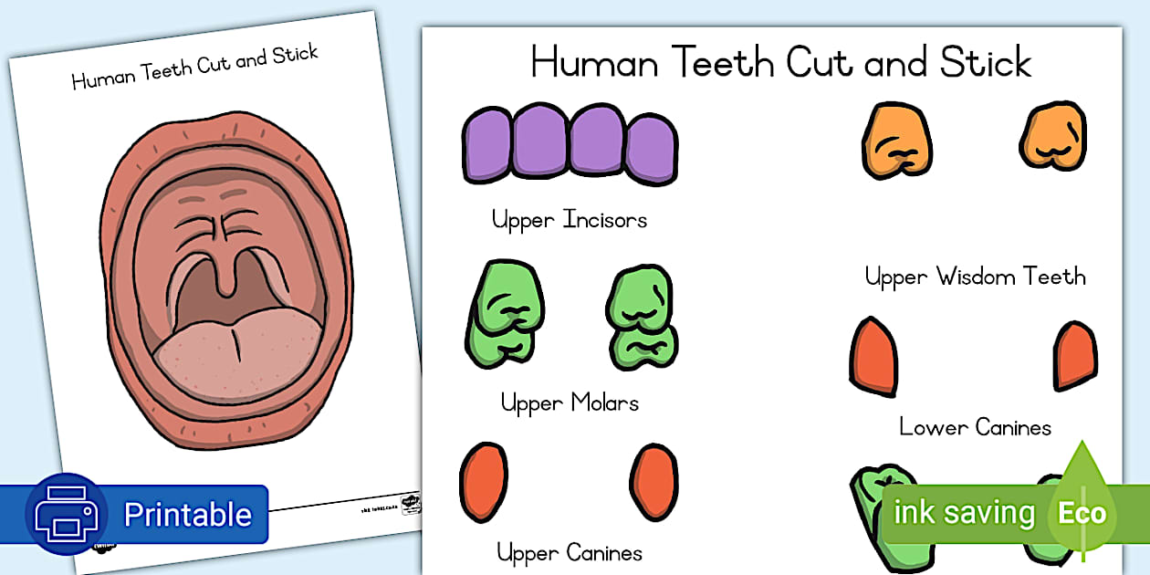 Preschool: Teeth and the Dentist: Different Types of Teeth