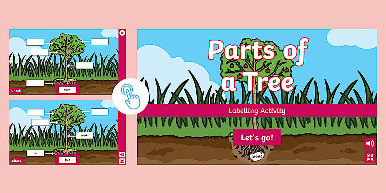 Parts of a Tree Labelling Activity (l'enseignant a fait)