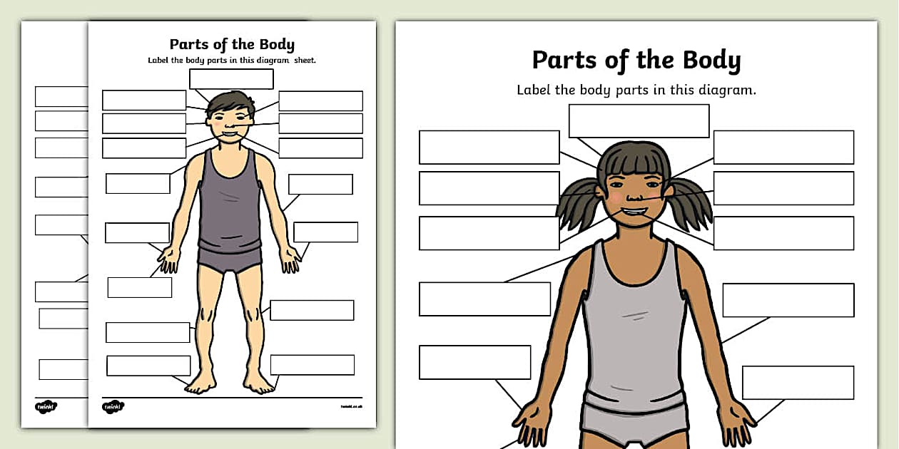 Editable Parts of the Body (French, A4) (teacher made)