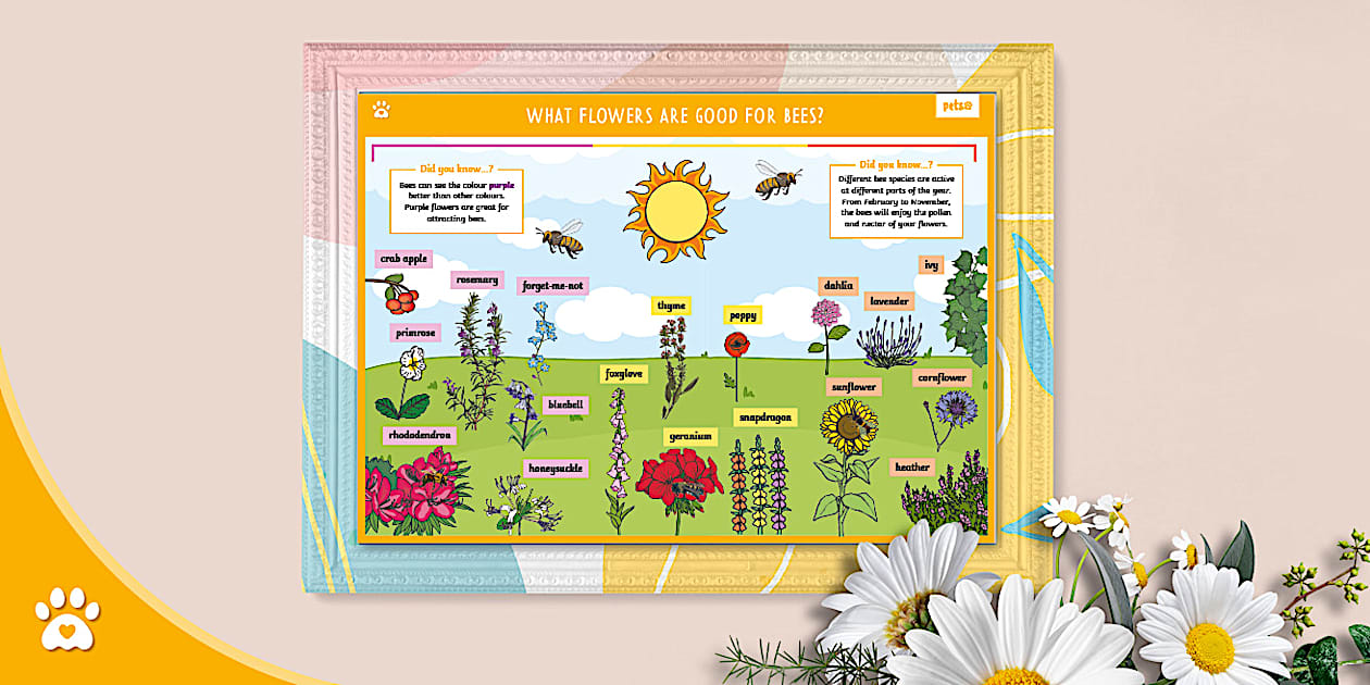 Which Flowers are Good for Bees? - Seasonal - Display Poster