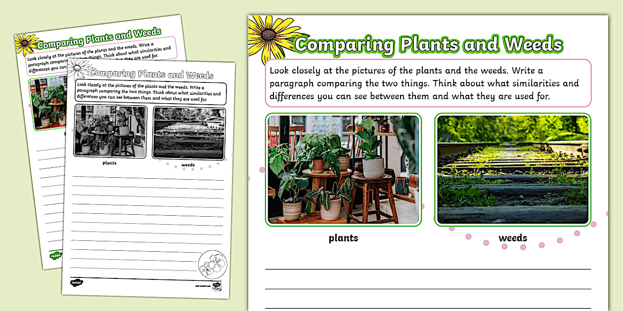 Comparing Plants and Weeds Worksheet (Teacher-Made) - Twinkl