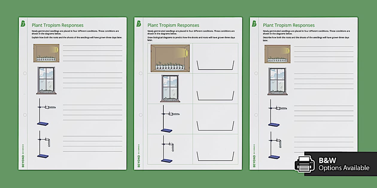 Plant Tropism Responses (teacher made) - Twinkl
