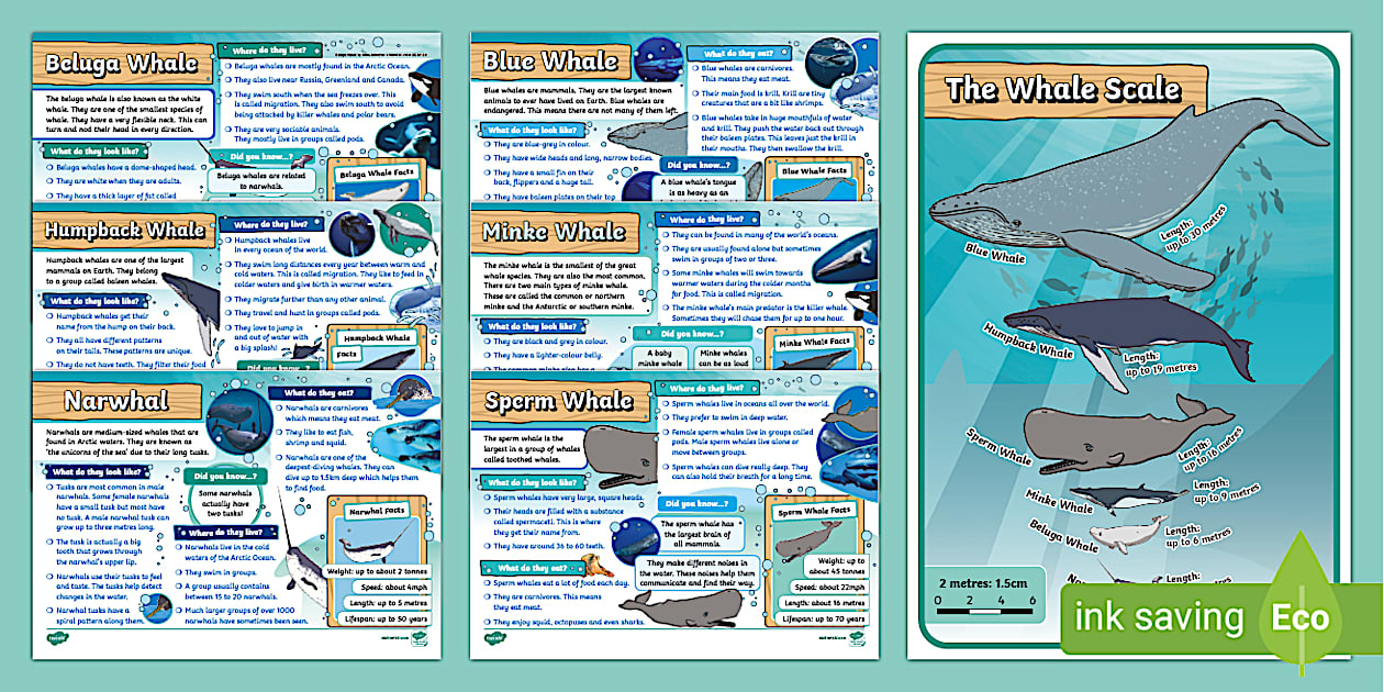 Whale Fact File Pack - Twinkl - KS1 (teacher made) - Twinkl