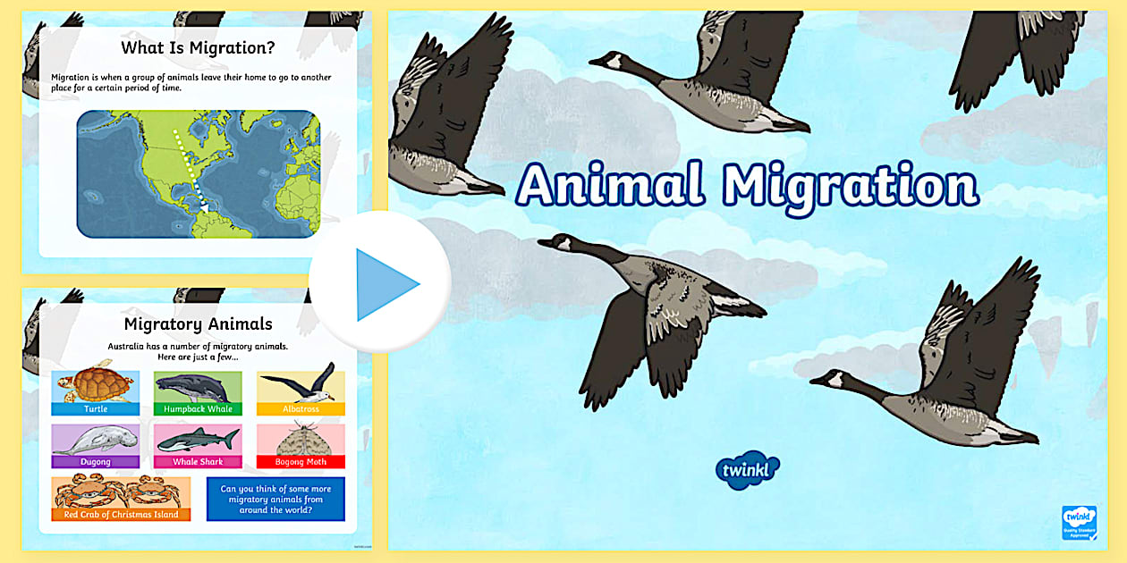 Animal Migration PowerPoint | Animals That Migrate | Twinkl