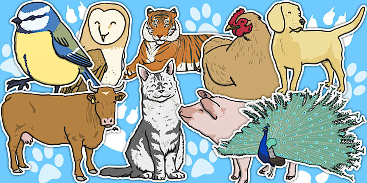 A4 Editable Animals (teacher made) - Twinkl
